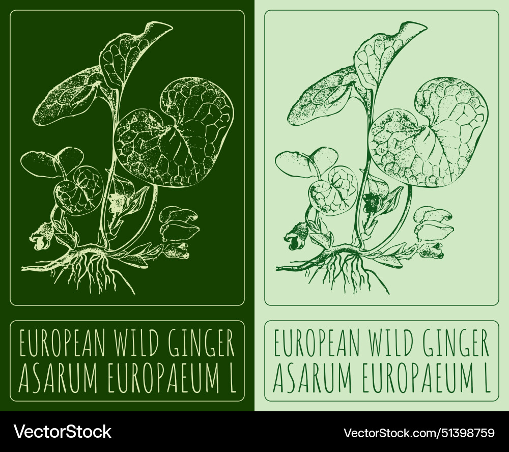 Drawing european wild ginger hand drawn Royalty Free Vector