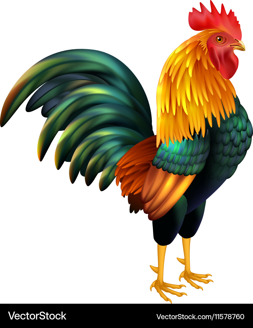 Colorful realistic rooster Royalty Free Vector Image