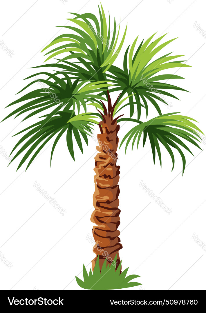 Palm tree isolated on white background Royalty Free Vector
