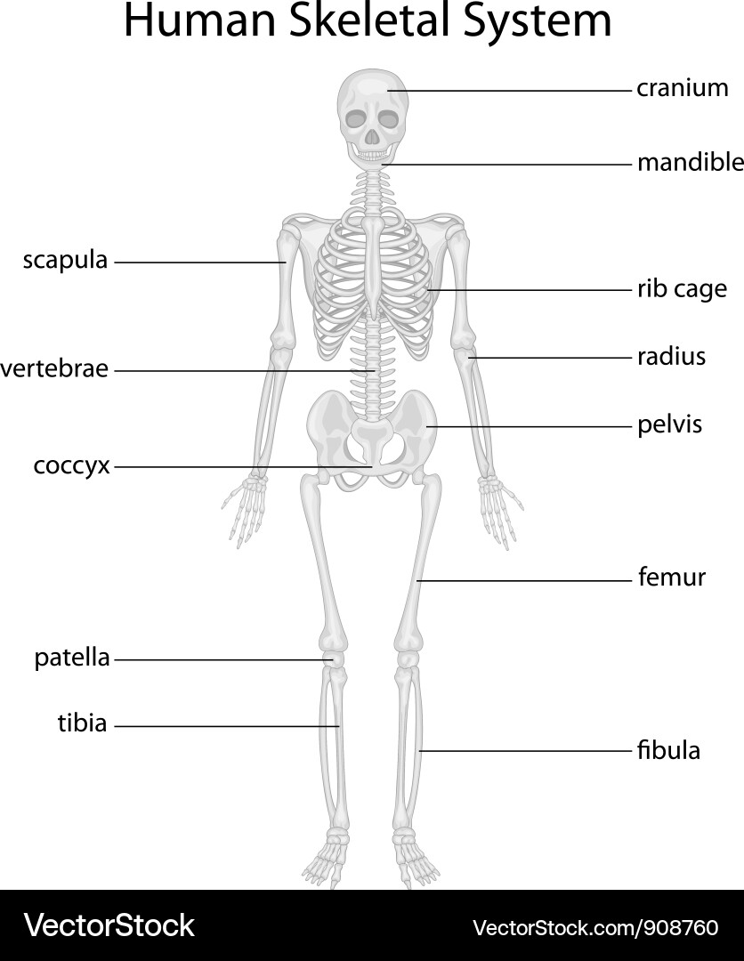 Skeletal system Royalty Free Vector Image - VectorStock