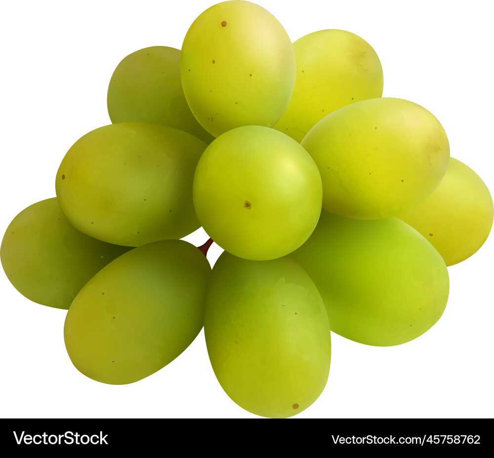 Realistic grapes bunch composition Royalty Free Vector Image