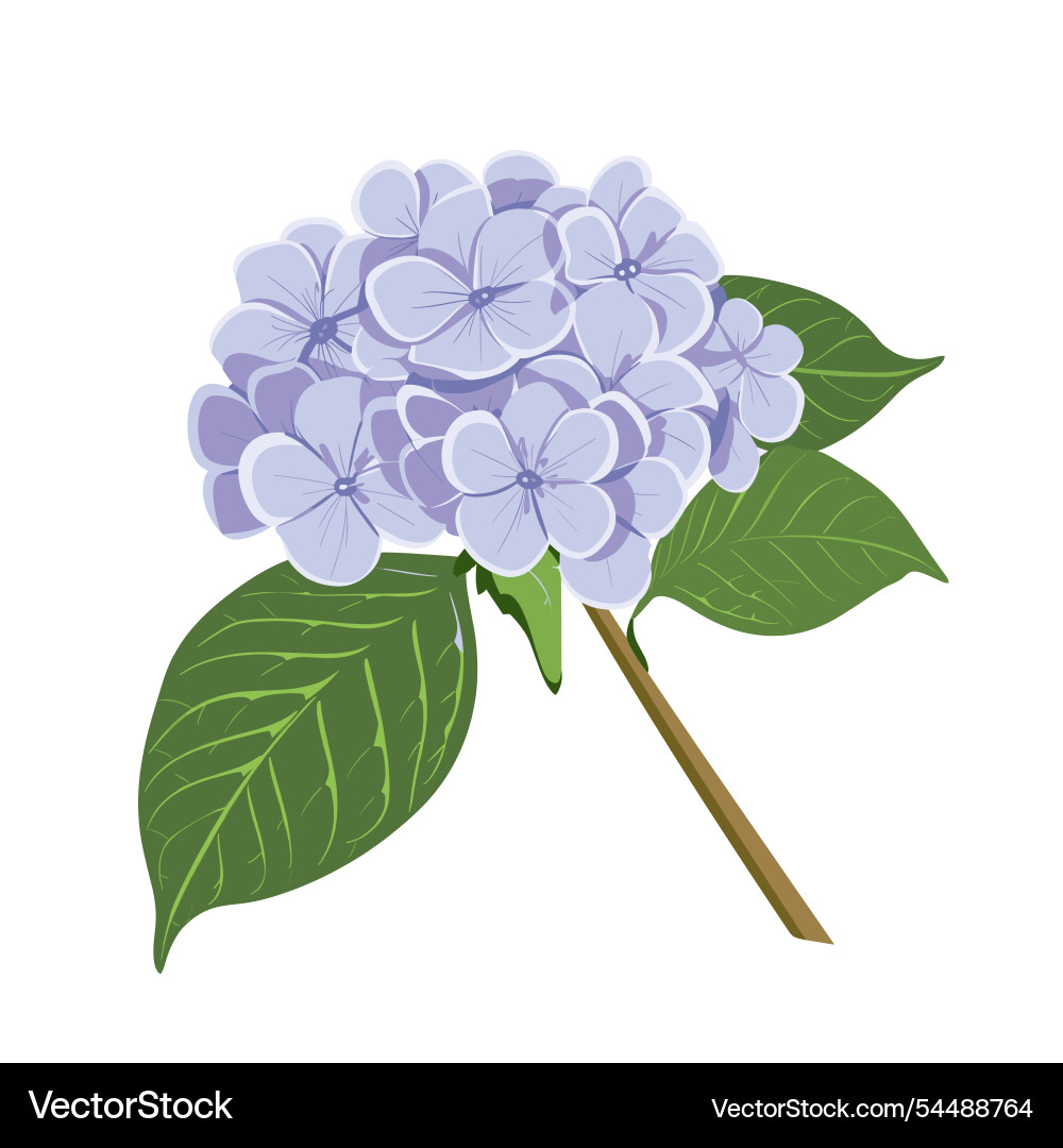 Beautiful lavender hydrangea flower with green Vector Image