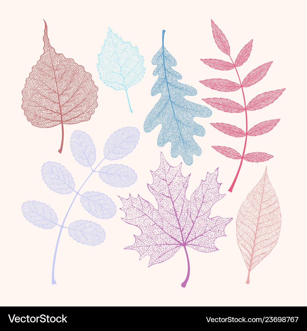 Detailed Skeleton Leaves Set Royalty Free Vector Image