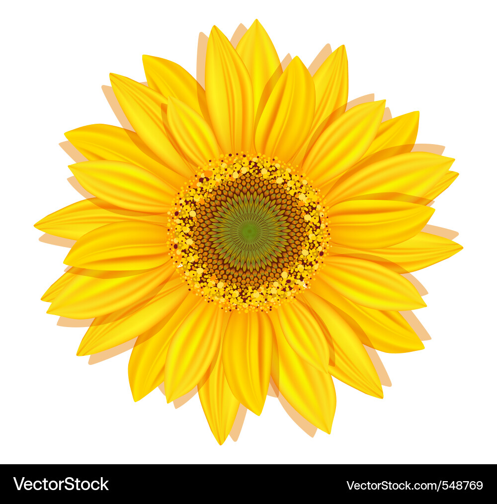 Sunflower Single Vibrant Vector Images (over 120)