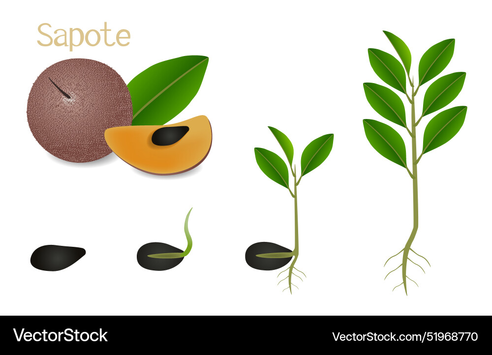 Sequence of a sapote plant growing Royalty Free Vector Image