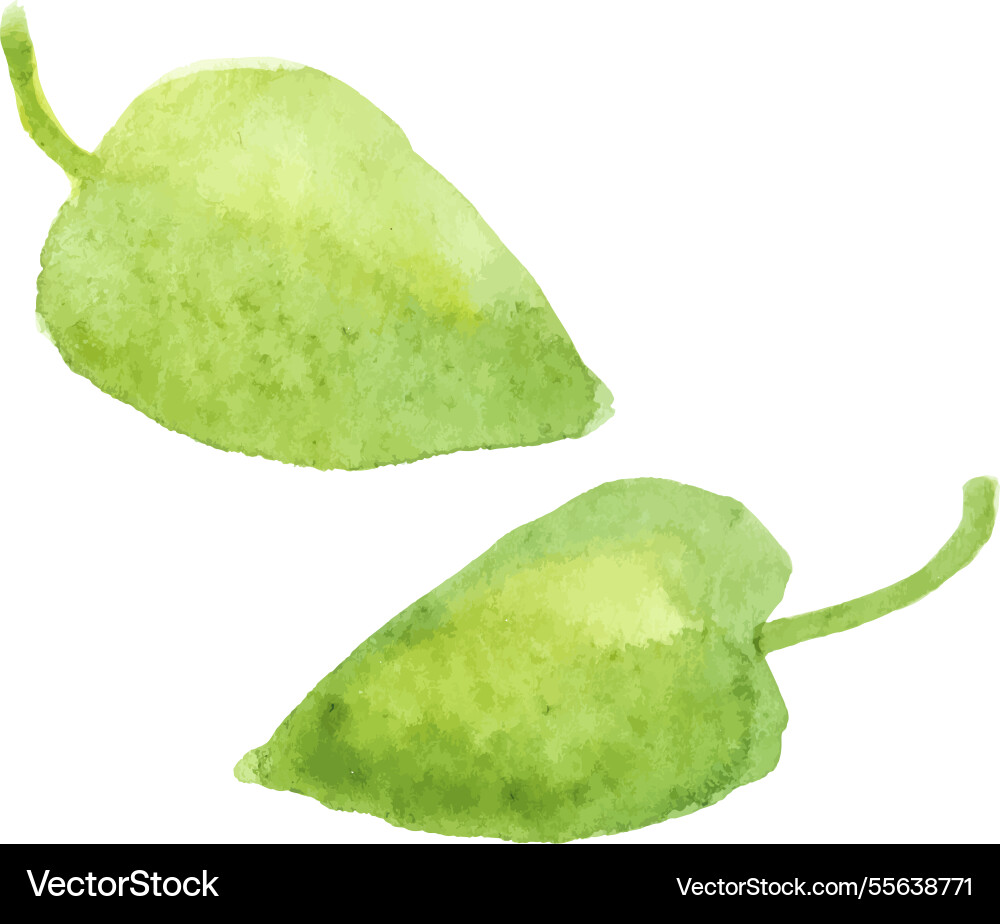 Watercolor painted flower leaves hand drawn Vector Image