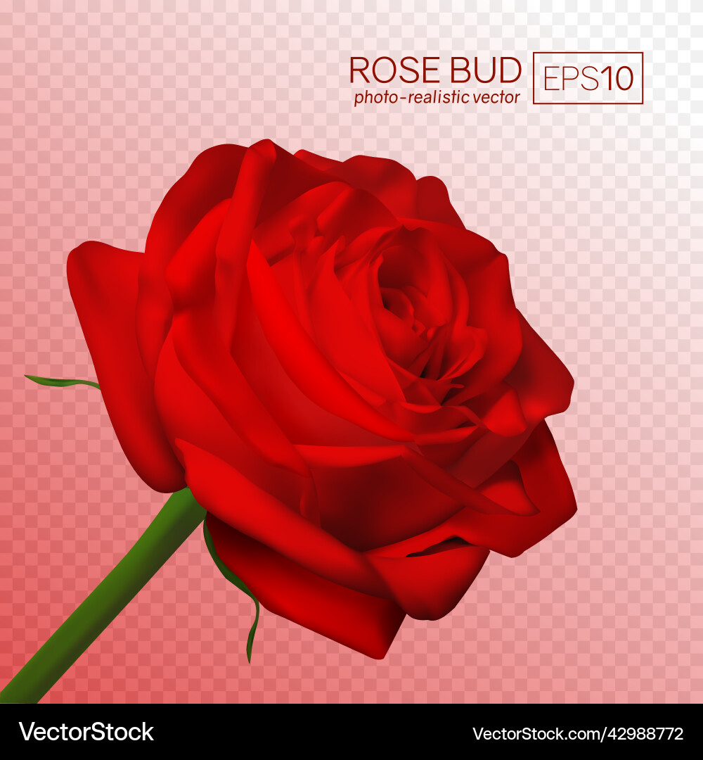 Realistic yellow rose on transparent Royalty Free Vector