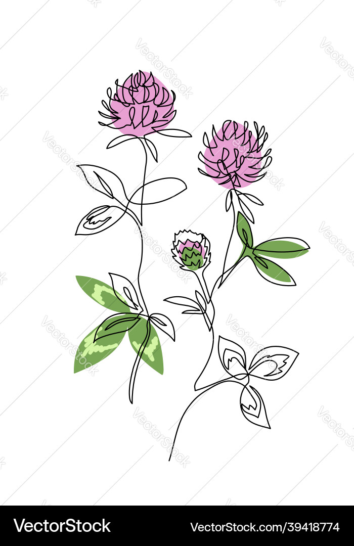 Clover flower with stem one line art drawing Vector Image