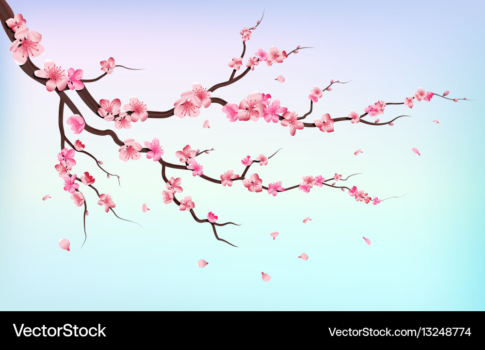 Japan sakura branches with cherry blossom flowers Vector Image