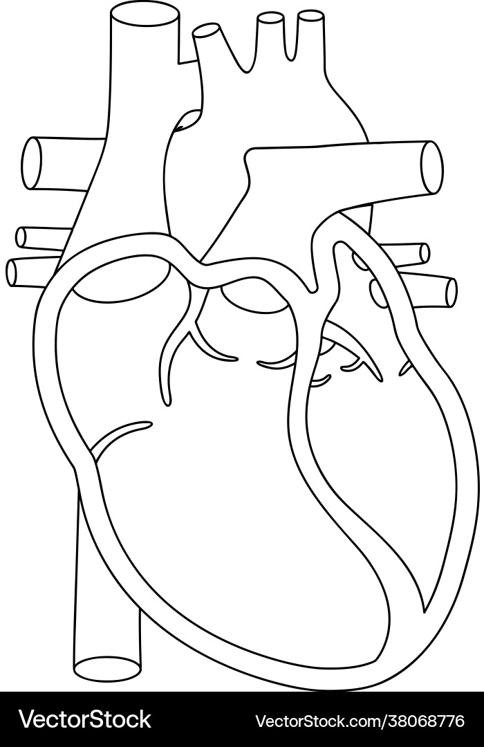 6 Best Images Of Anatomical Heart Outline Printable Human Heart