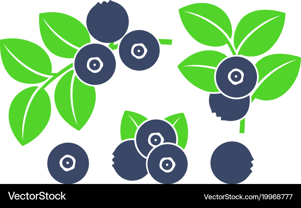 Huckleberry Royalty Free Vector Image - VectorStock