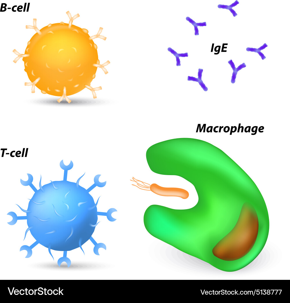 Inflammation Response Vector Images (over 170)