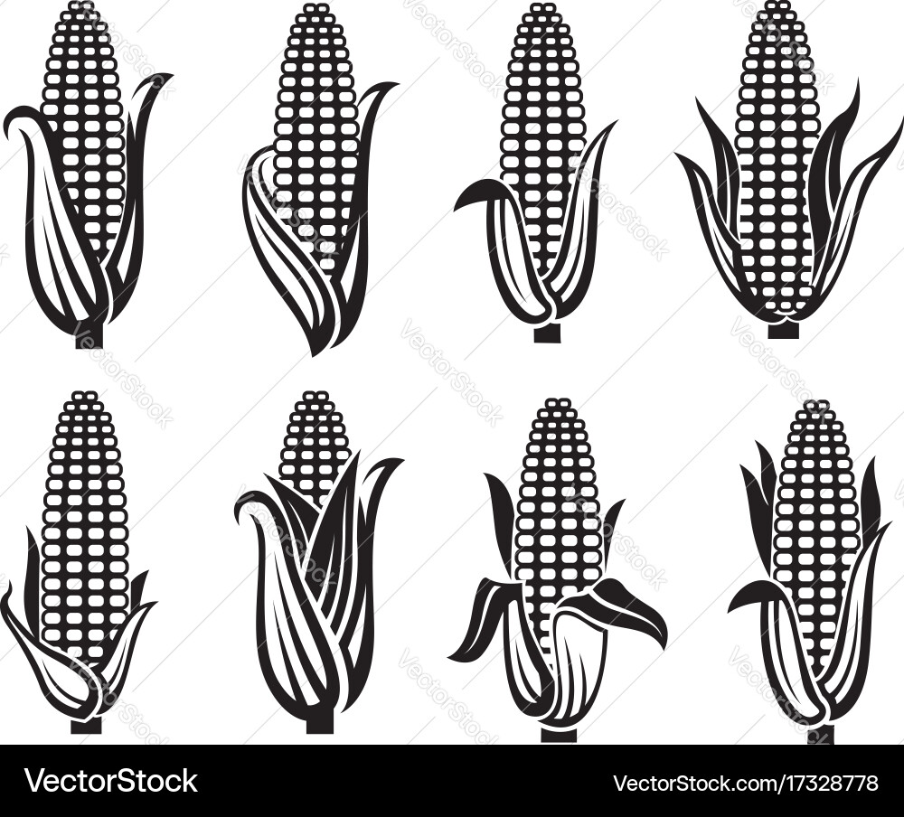 Corn images set Royalty Free Vector Image - VectorStock