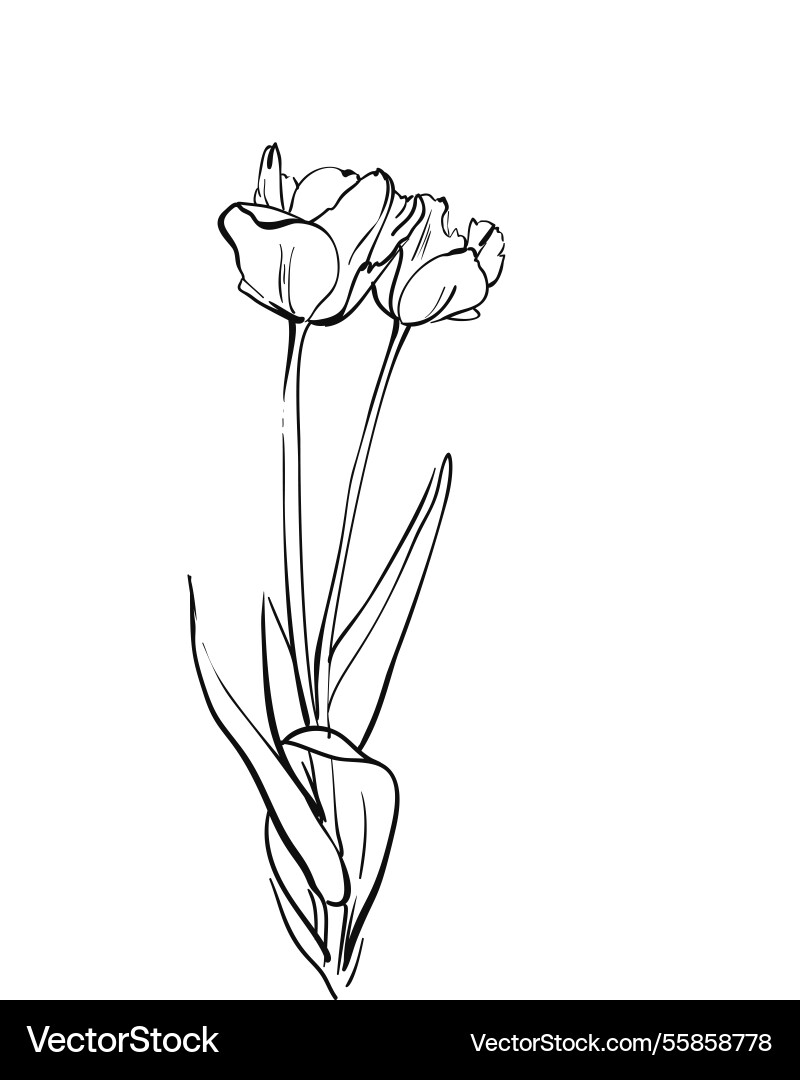 Two tulip flowers sketch botanical drawing Vector Image
