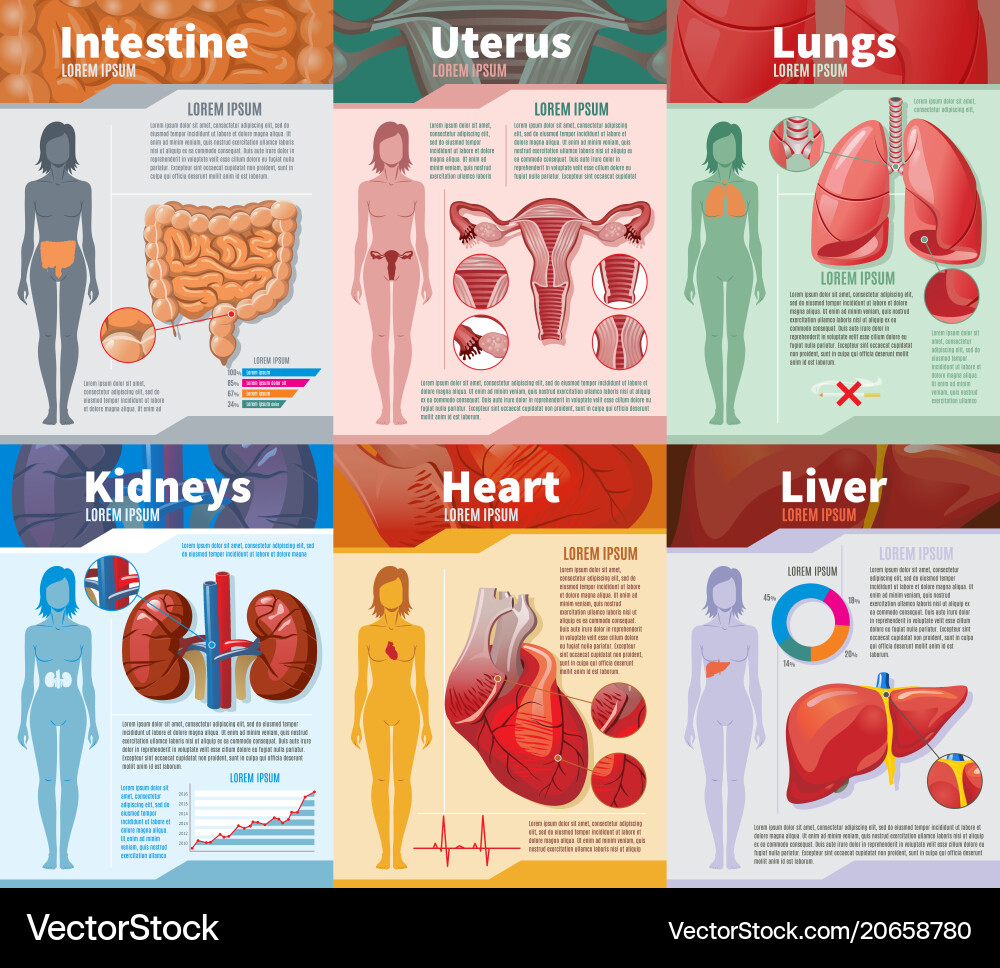 Cartoon human internal organs infographic template