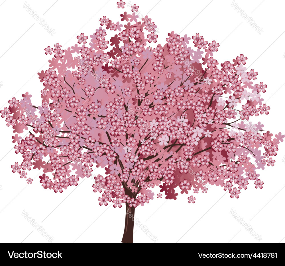 Elegant Cherry Blossom Tree Royalty Free Vector Image