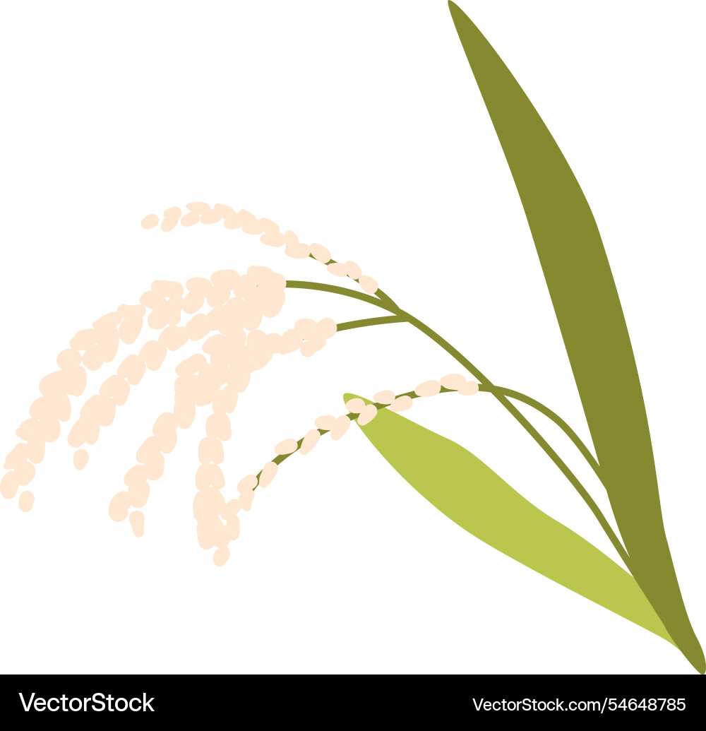 Cereal spikelet of rice Royalty Free Vector Image