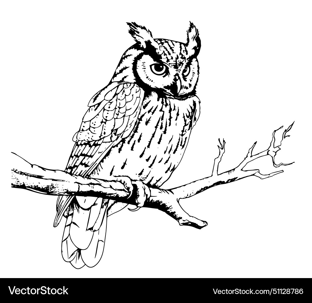 Hand drawn engraving pen and ink owl Royalty Free Vector