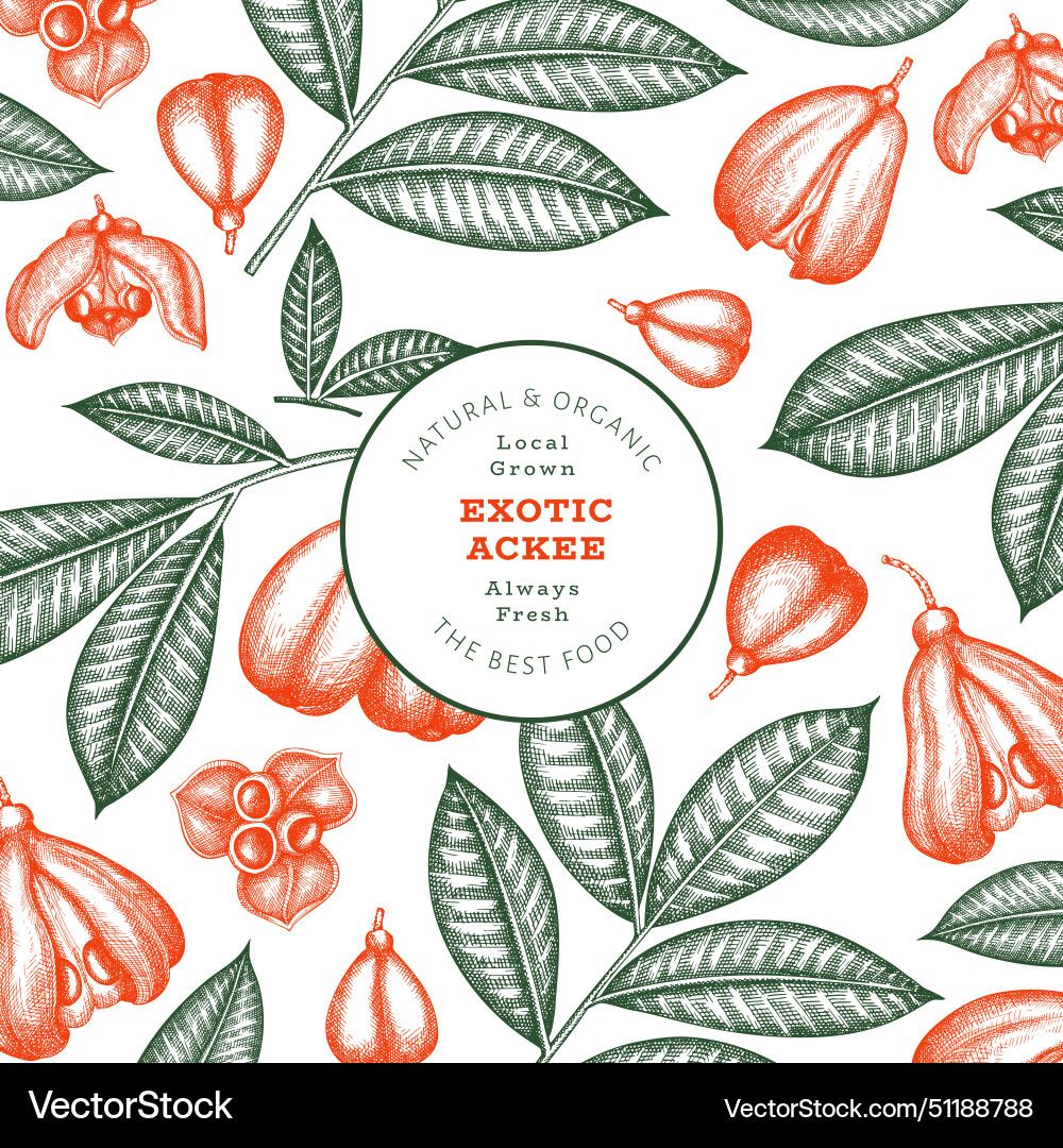 Hand drawn sketch style ackee banner organic Vector Image