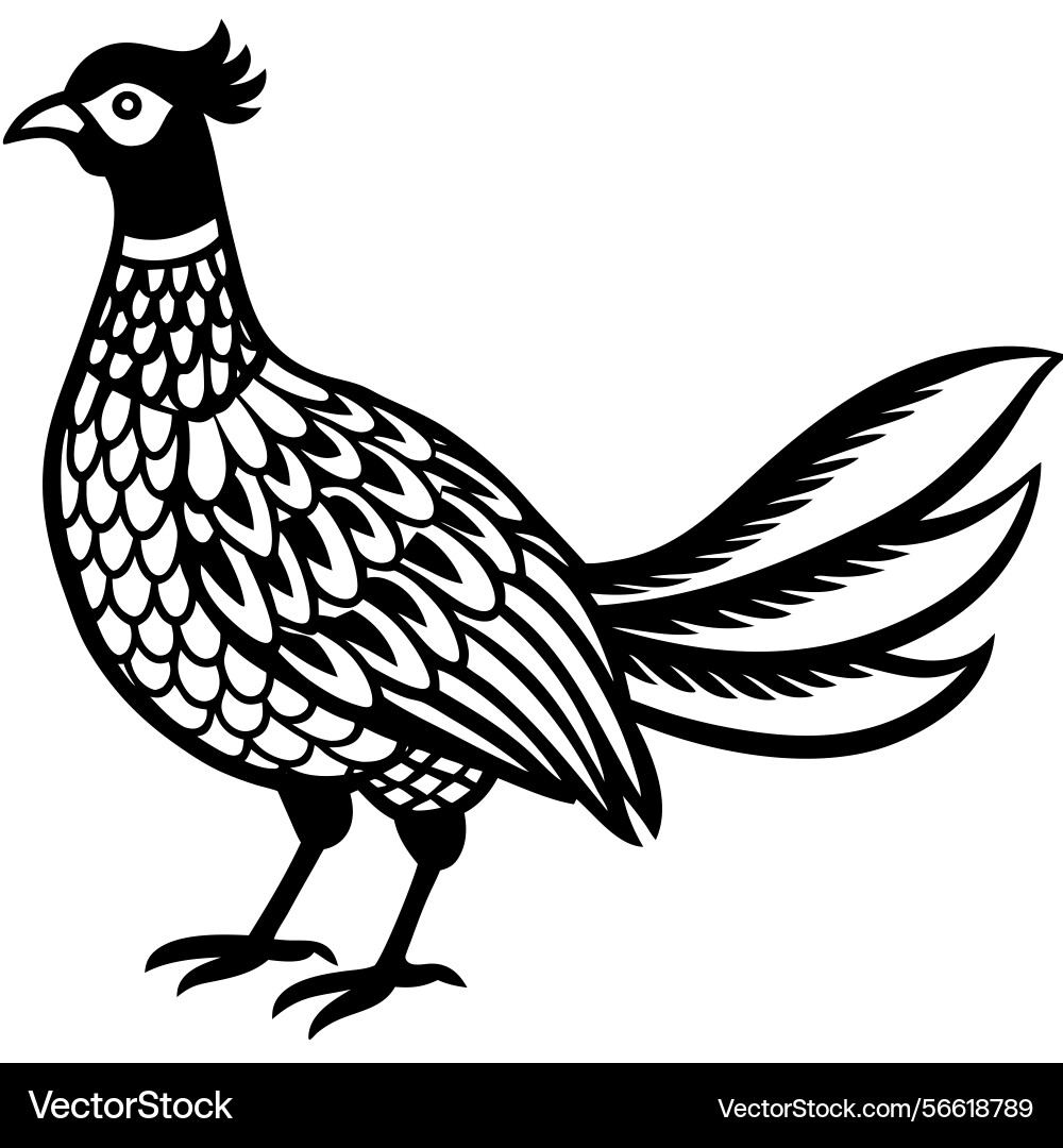 Pheasant white background Royalty Free Vector Image