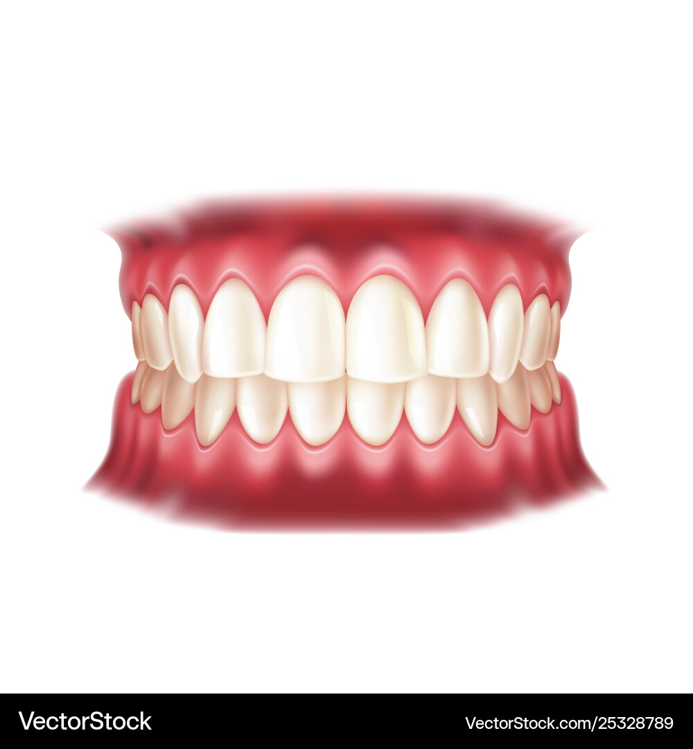 Realistic dentures human mouth with teeth Vector Image