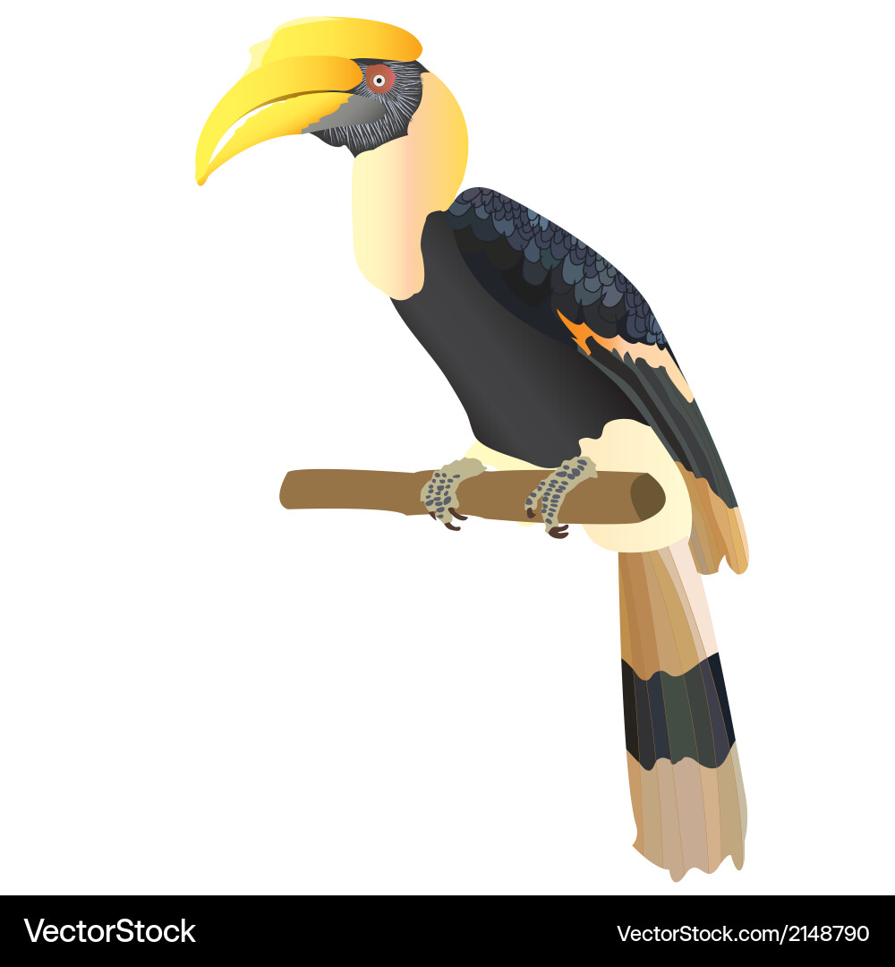 Hornbill Royalty Free Vector Image - VectorStock