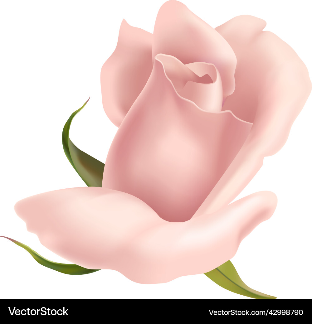 Rose with leaves composition Royalty Free Vector Image