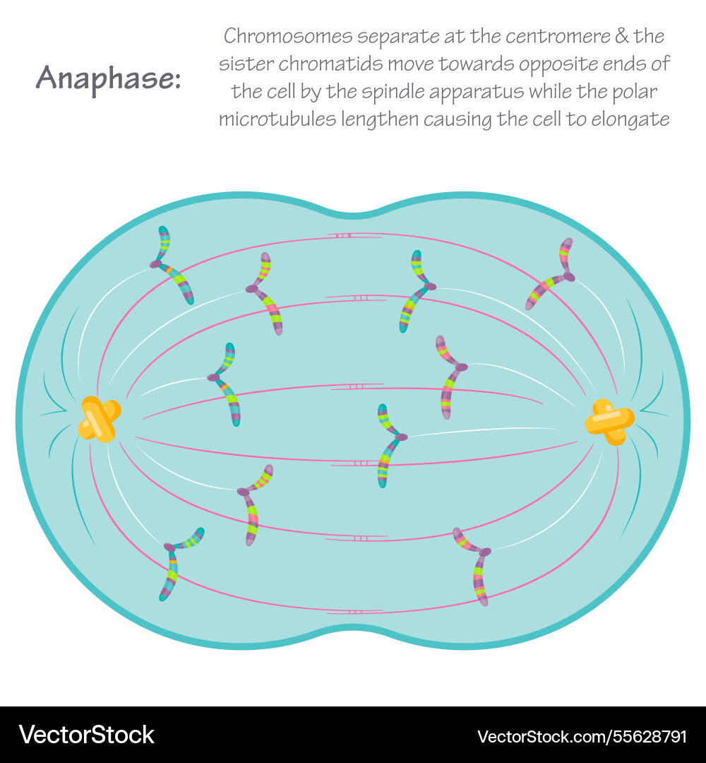 Anaphase Vector Images (41)