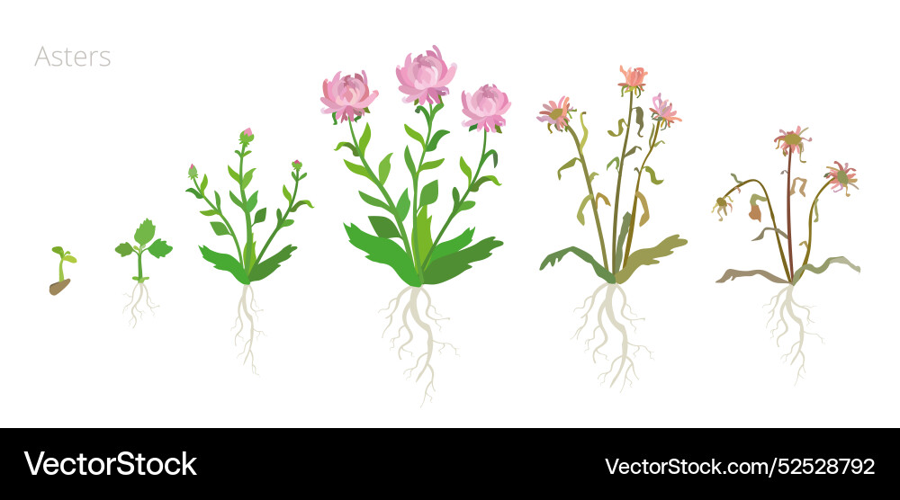 Aster flower growth stages Royalty Free Vector Image