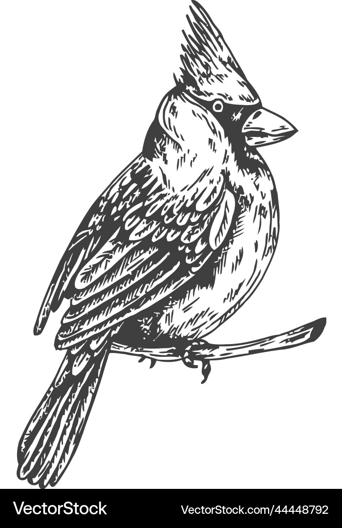Northern Cardinal Sketch Royalty Free Vector Image