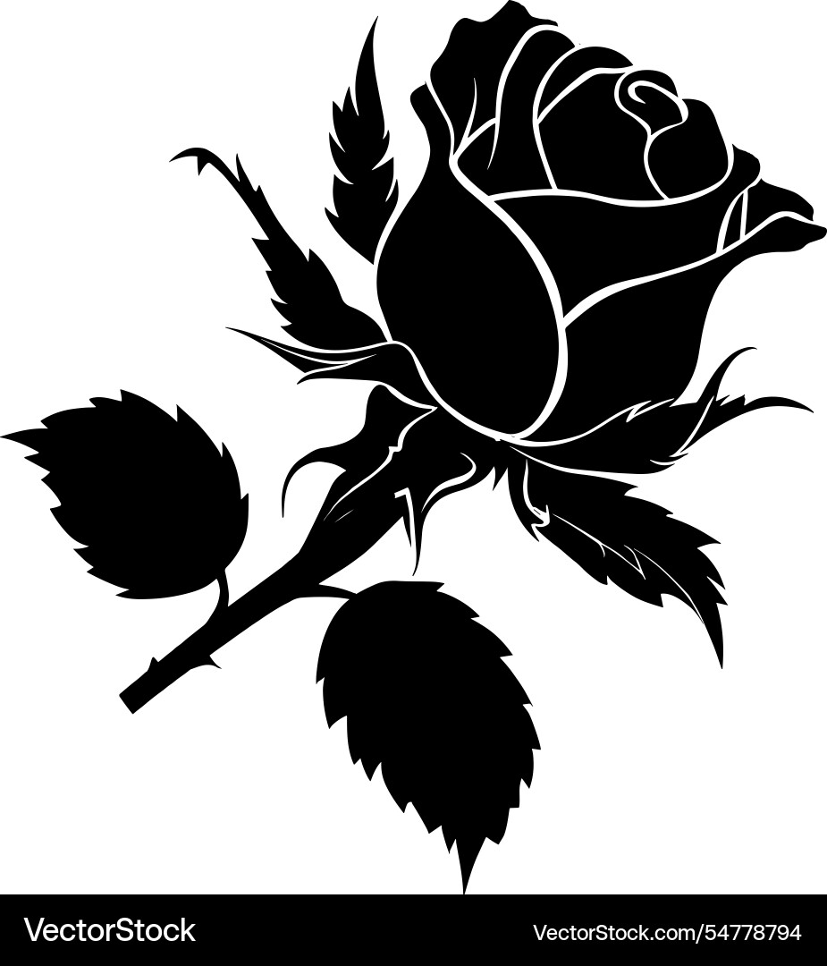 Black rose Royalty Free Vector Image - VectorStock