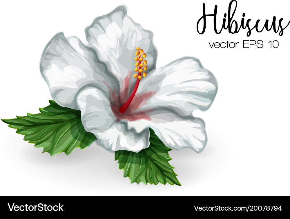 Realistic hibiscus flower leaves white Royalty Free Vector