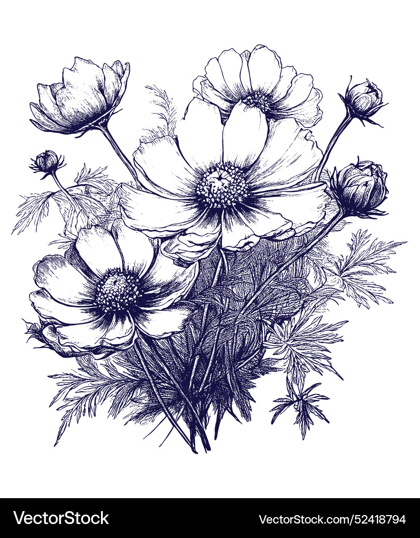 Vintage Cosmos Flower Engraving Royalty Free Vector Image