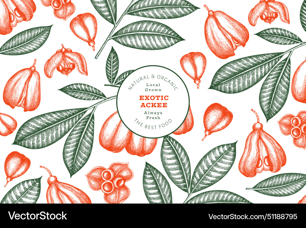 Hand drawn sketch style ackee banner organic Vector Image