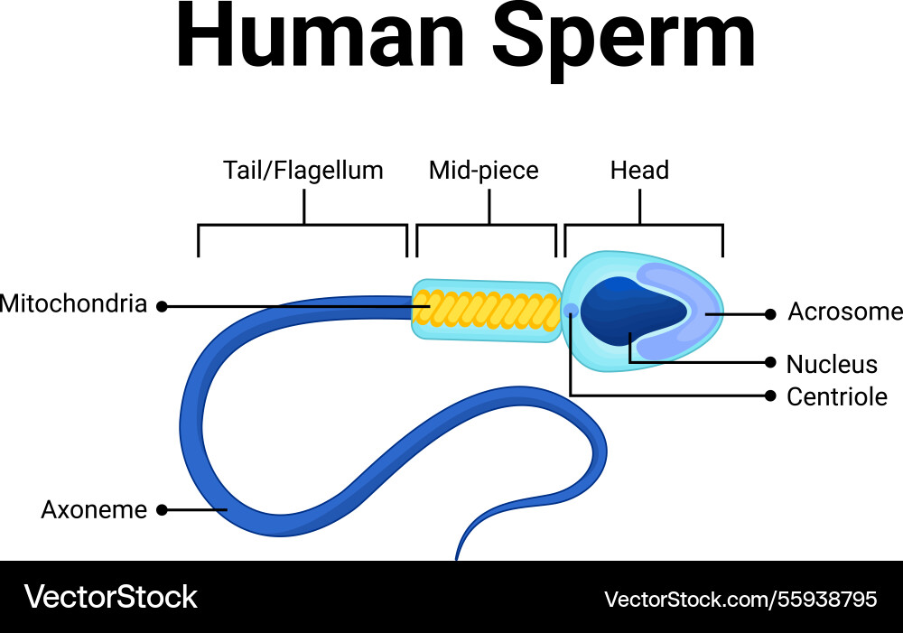 Human sperm cell structure diagram scientific desi