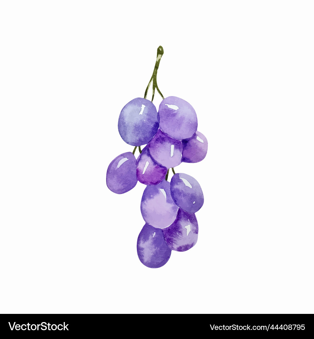 Watercolor autumn purple bunch of grapes Vector Image