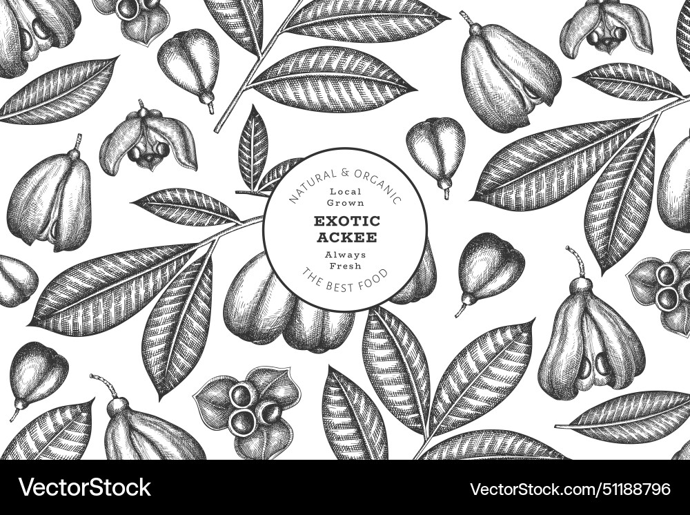 Hand drawn sketch style ackee banner organic Vector Image