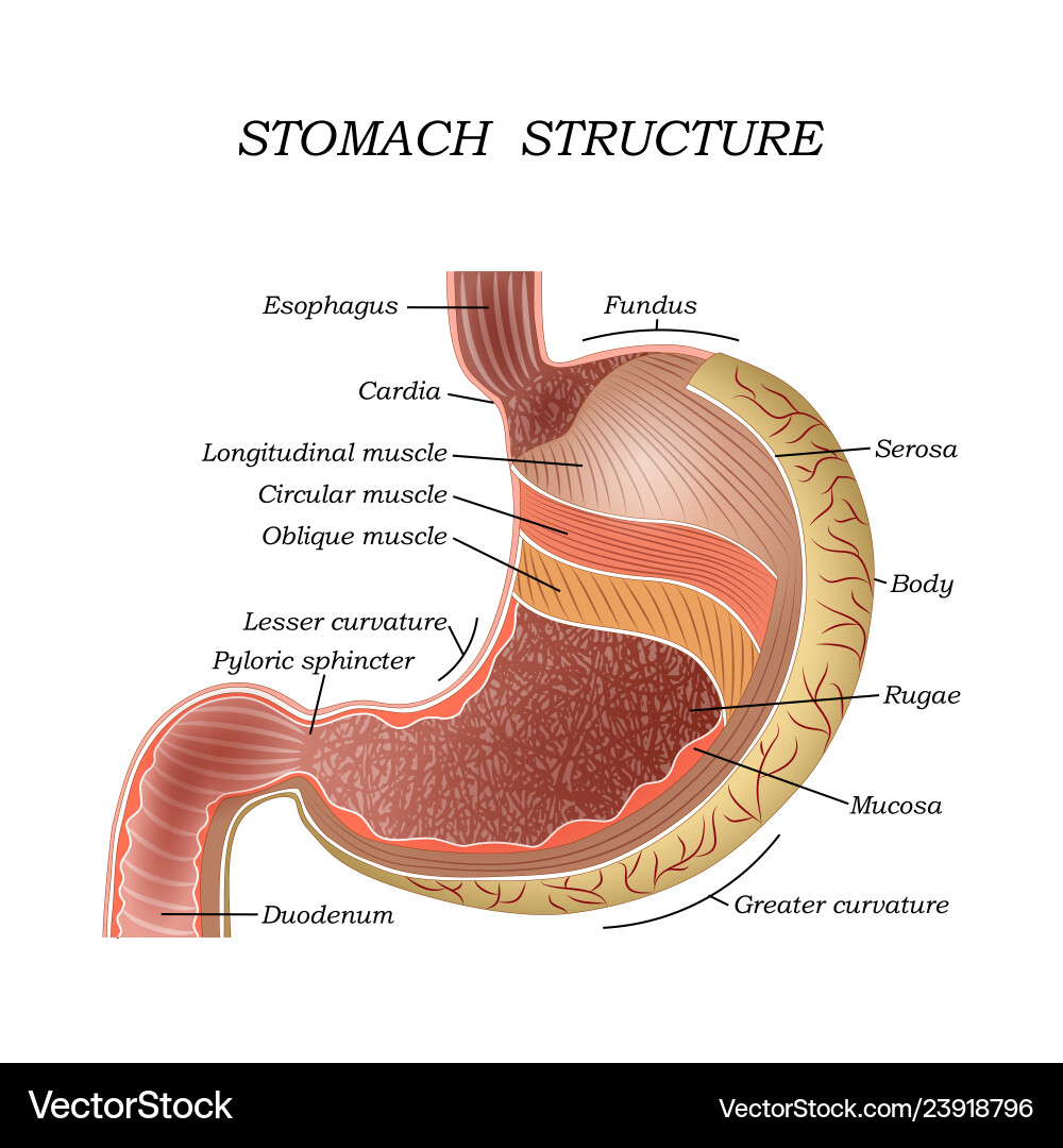 Structure of the human stomach Royalty Free Vector Image