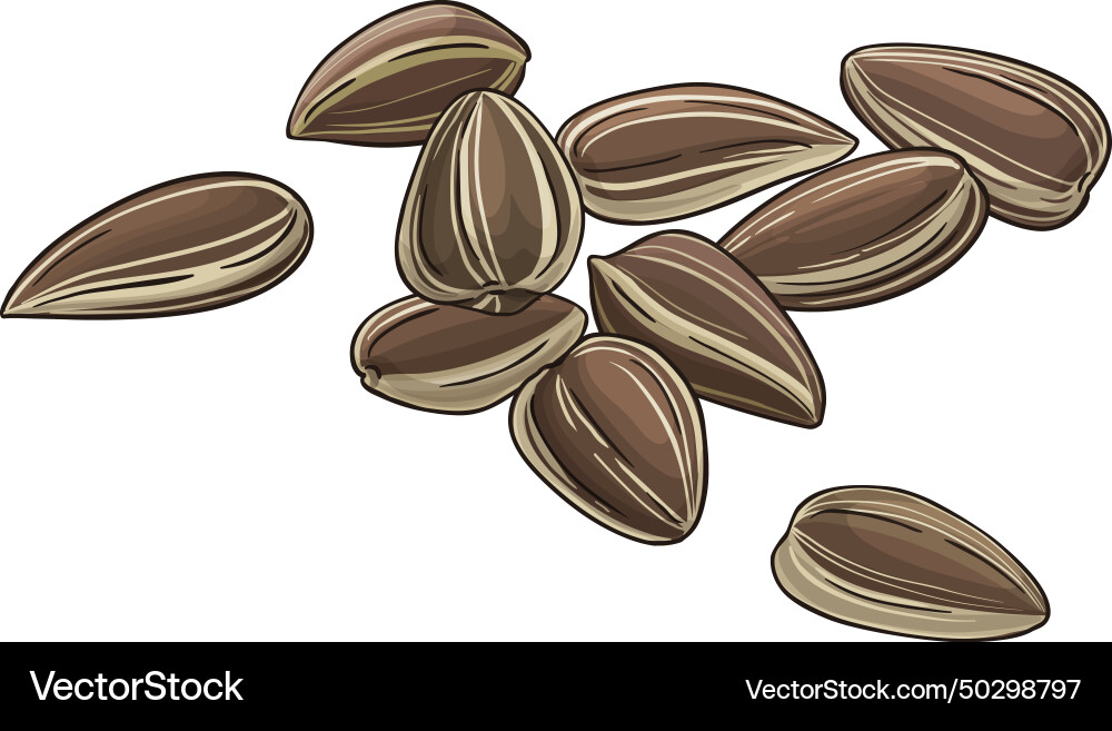 Sunflower seeds colored detailed Royalty Free Vector Image