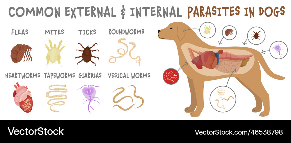 Common external and internal parasites in dogs Vector Image