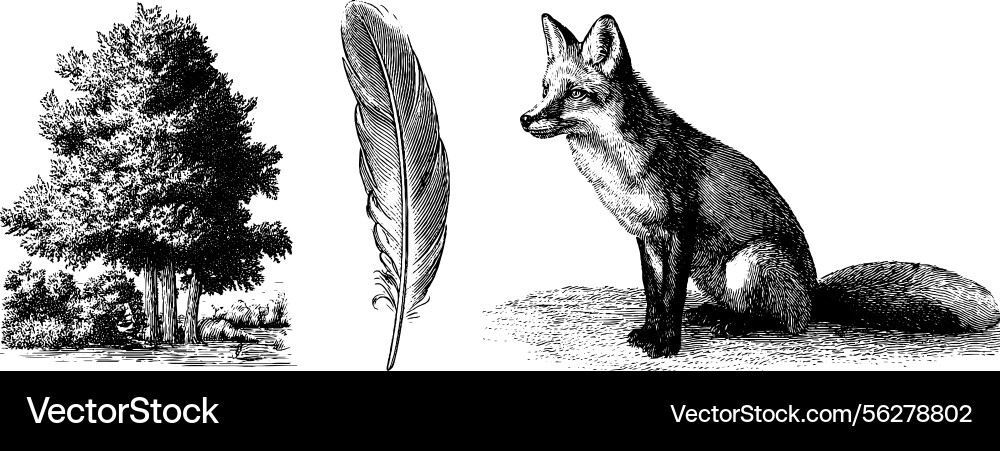 Engraved forest featuring fox oak Royalty Free Vector Image