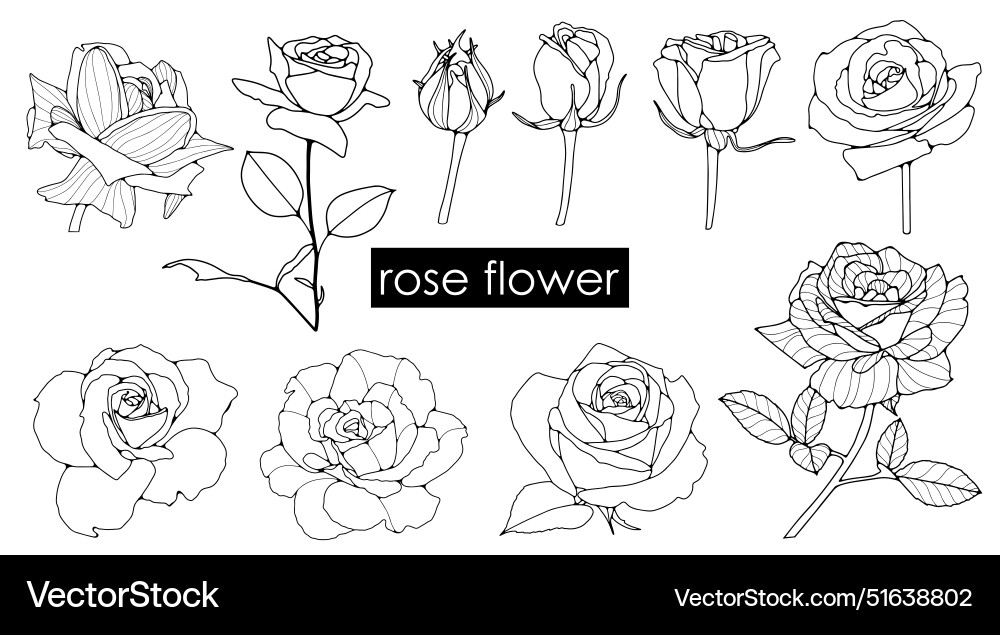 Set of various hand drawn rose flowers Royalty Free Vector