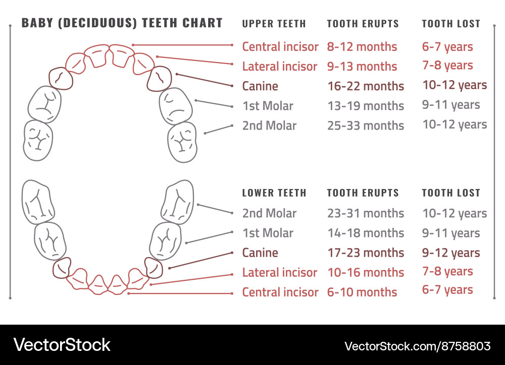 Primary Tooth Numbering Chart