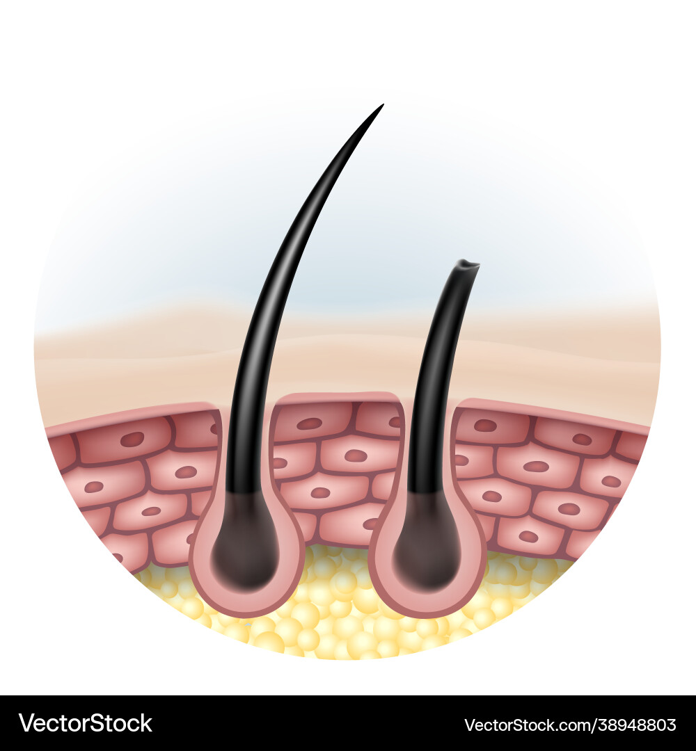 Perfect hair with damaged Royalty Free Vector Image