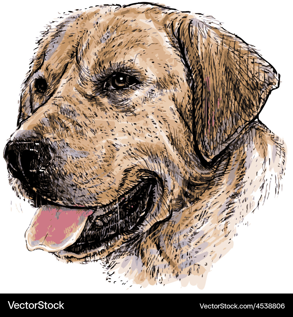 Labrador retriever Royalty Free Vector Image - VectorStock