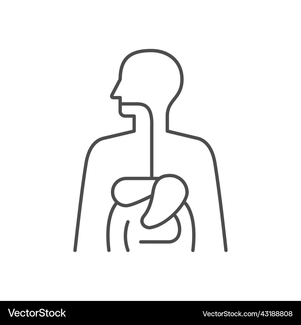 Digestive system line outline icon Royalty Free Vector Image