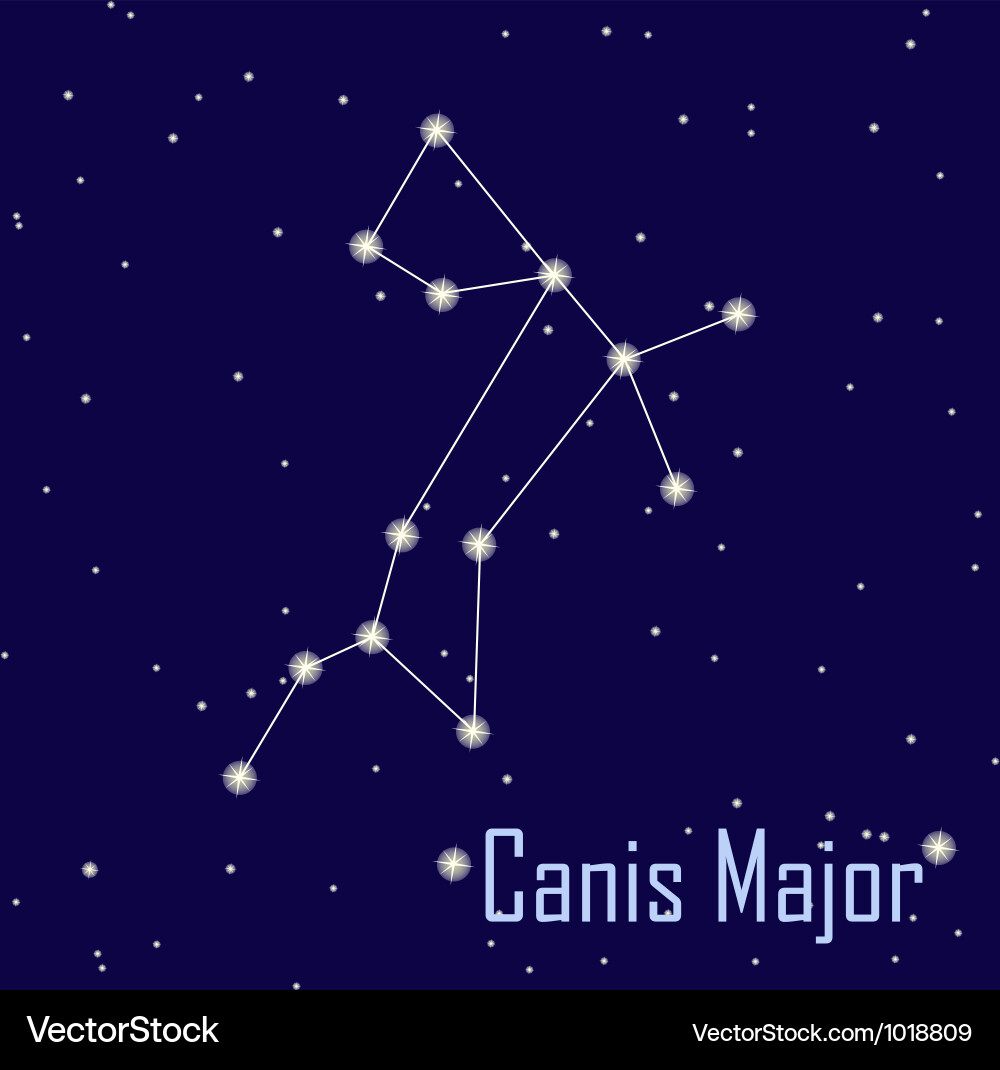 Constellation canis major star in the night Vector Image