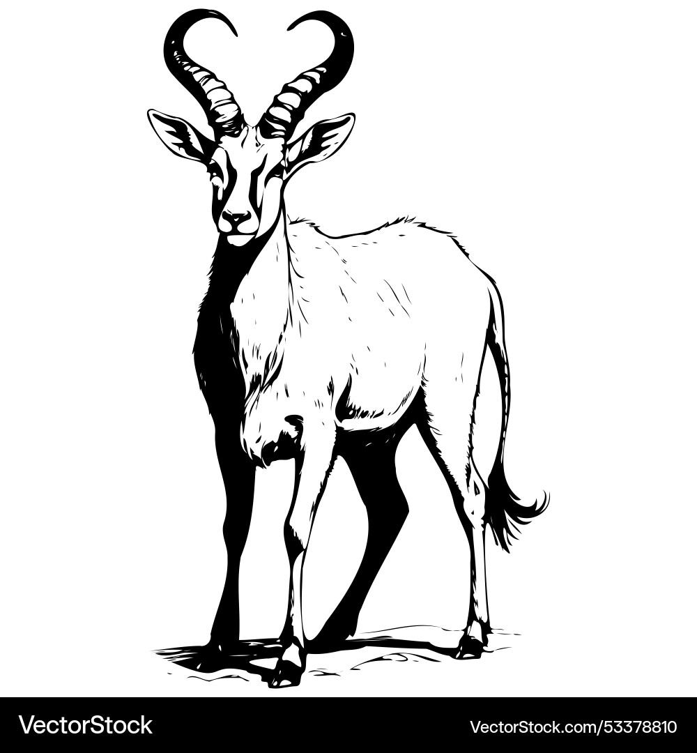 Addax standing sideways drawing animal head line Vector Image