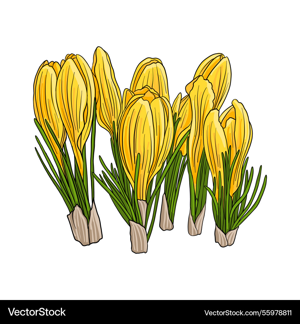 Drawing spring flowers of crocus Royalty Free Vector Image