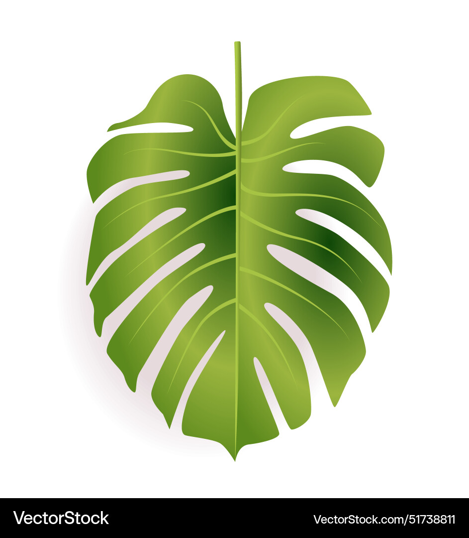 Green monstera leaf with cutouts isolated on white